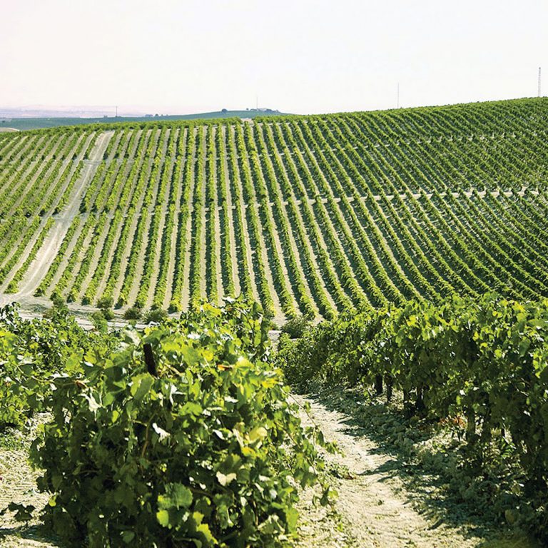 Le xérès, une tradition à redécouvrir - Je Cuisine