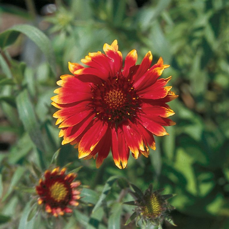 Gaillarde 'Arizona Sun' - Je Jardine