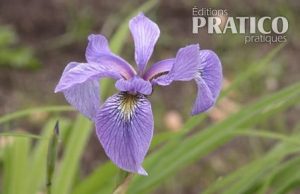 Iris versicolore - Je Jardine