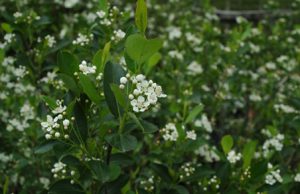 Aronie 'Iroquois Beauty' - Je Jardine