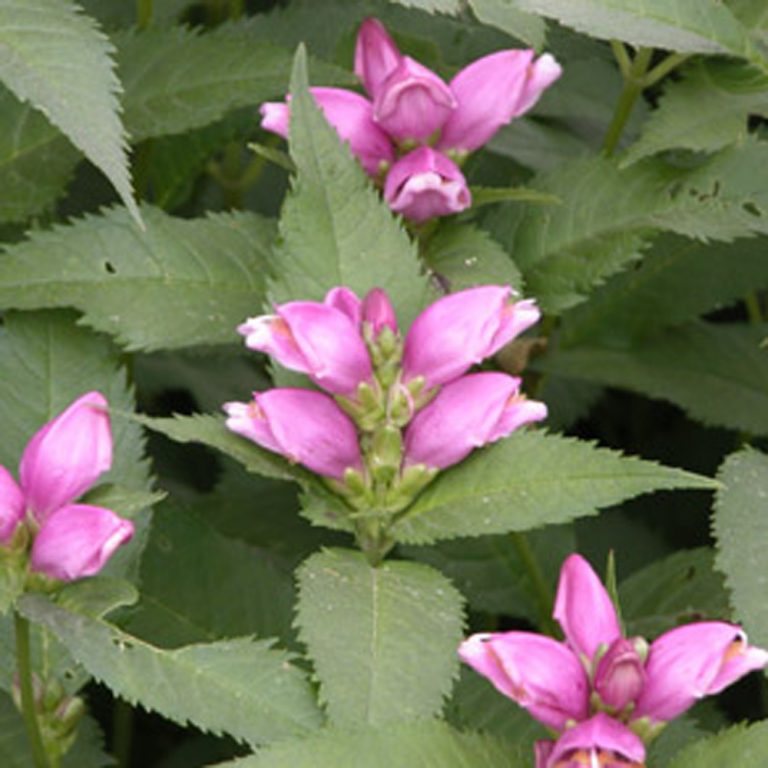 Chélone - Je Jardine