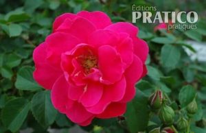 Rosier 'George Vancouver' - Je Jardine