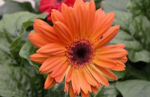 Gerbéra 'Festival' - Je Jardine