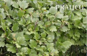 Gadelier alpin - Je Jardine