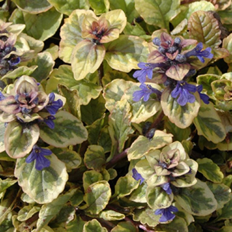 Bugle rampante 'Golden Glow' - Je Jardine