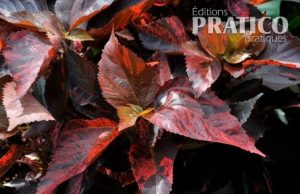 Acalypha 'Bronze Pink' - Je Jardine
