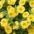 Calibrachoa 'Superbells Lemon Slice' - Je Jardine
