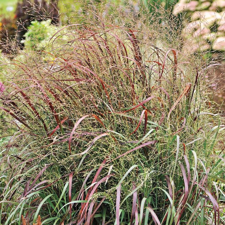 Panic Raide ‘Prairie Fire' - Je Jardine