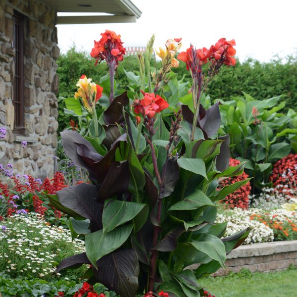 Canna 'Cleopatra' - Je Jardine