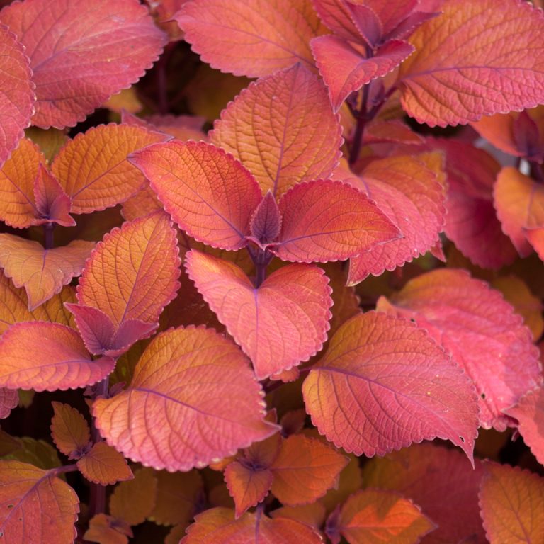 Plectranthus (Coléus) scutellarioides Campfire™ 'UF12823‘ - Je Jardine