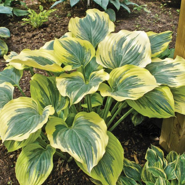 Hosta ‘Liberty' - Je Jardine