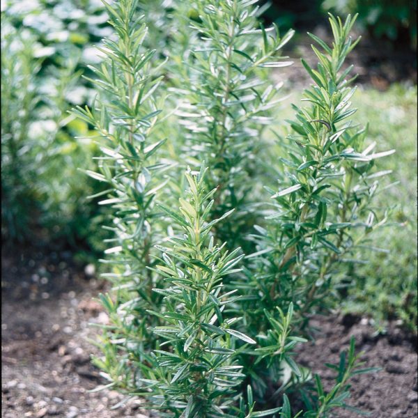 Romarin - Je Jardine