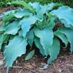Hosta 'Neptune' - Je Jardine