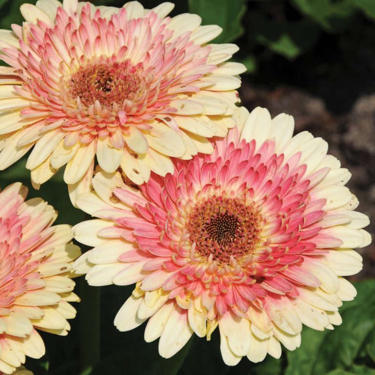 Gerbera 'Patio® Karoo' - Je Jardine