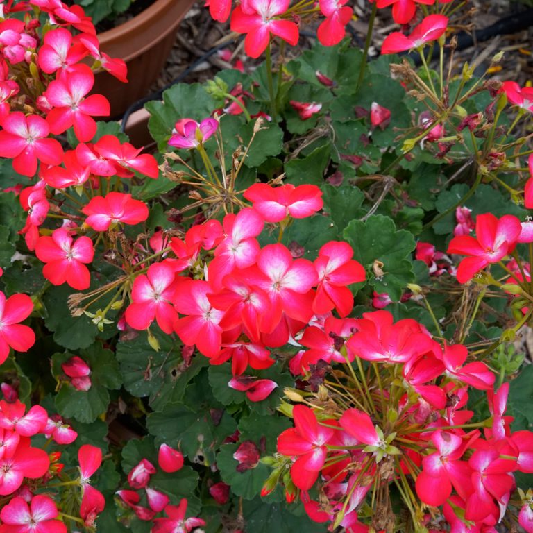 Géranium zonal 'Tango™ Bicolor Cherry' - Je Jardine