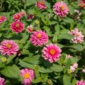 Zinnia marylandica Double Zahara™ Raspberry Ripple - Je Jardine