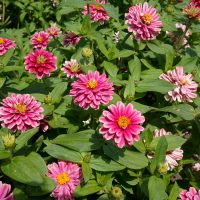 Zinnia marylandica Double Zahara™ Raspberry Ripple - Je Jardine