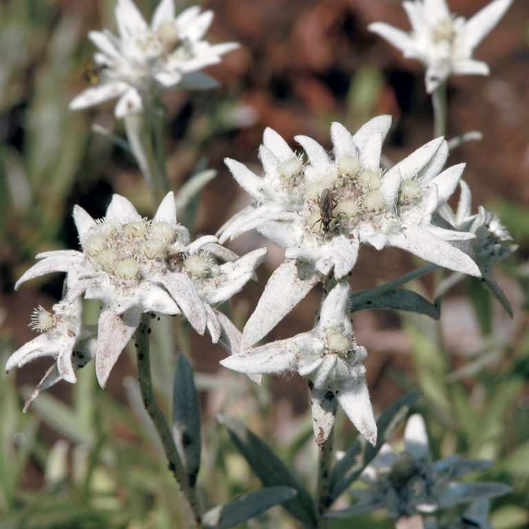 Edelweiss - Je Jardine