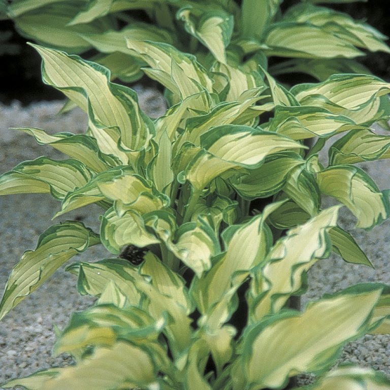 Hosta ‘Aureomaculata' - Je Jardine