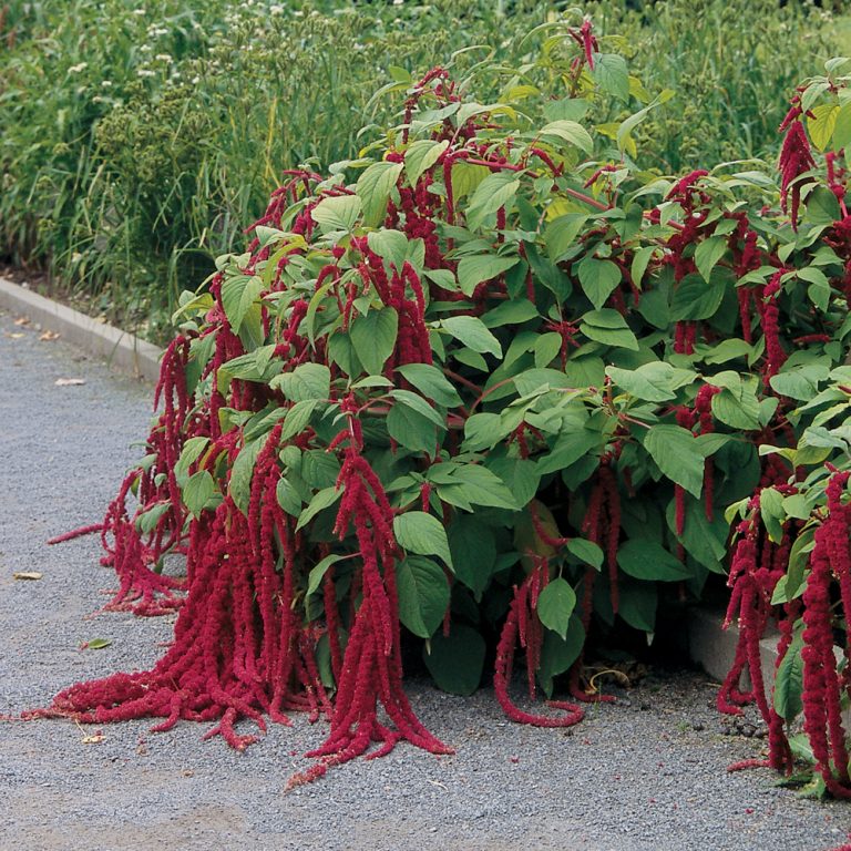 Amarante queue de renard 'Dark Red' - Je Jardine