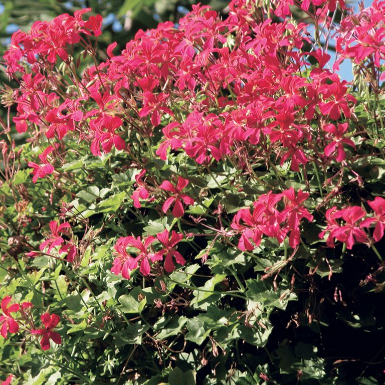 Géranium lierre - Je Jardine