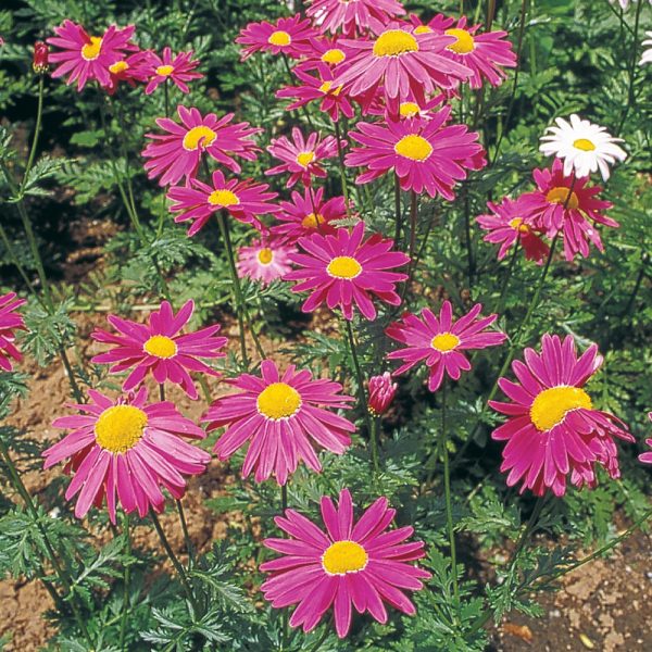 Pyrèthre - Je Jardine