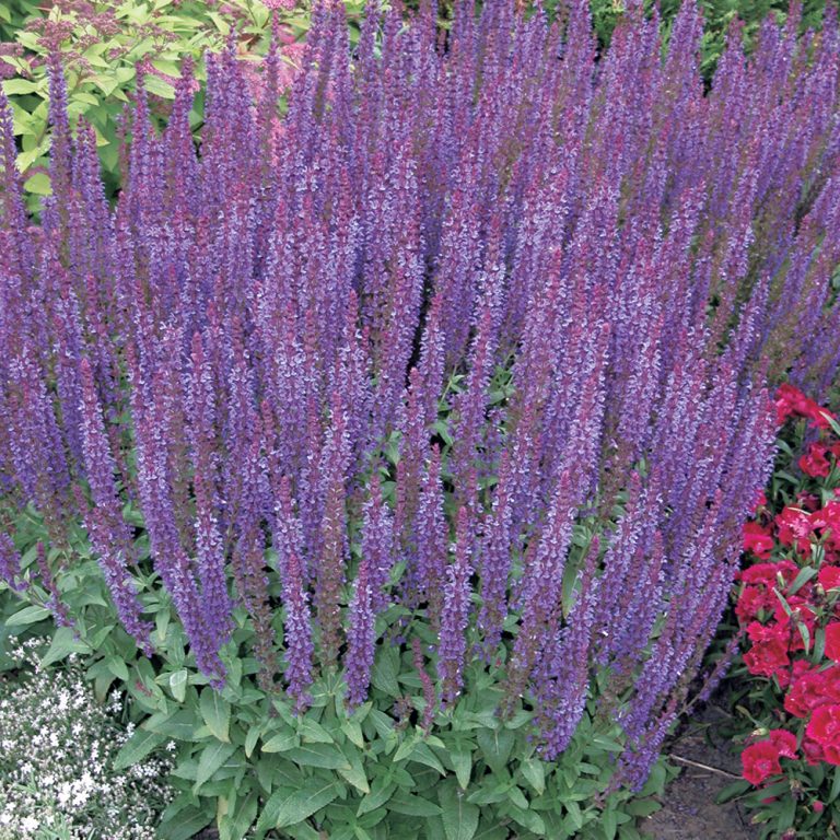 Sauge vivace - Je Jardine