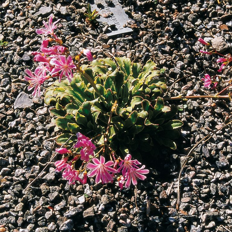 Lewisia - Je Jardine