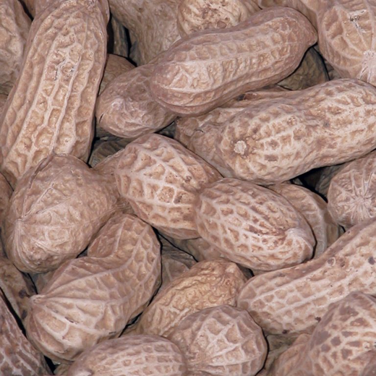 Arachide - Je Jardine