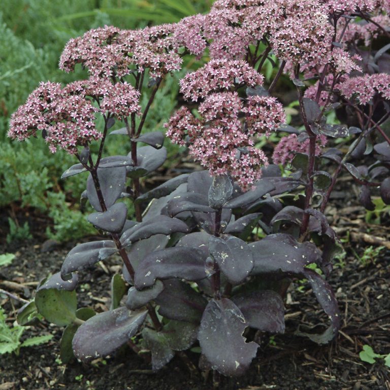 Orpin ‘Black Jack’ - Je Jardine