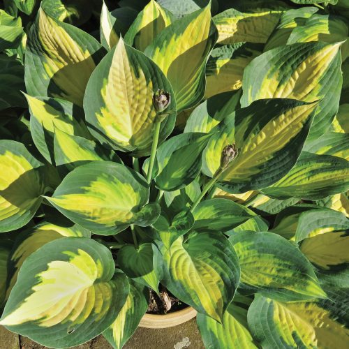 Hosta 'Forbidden Fruit' - Je Jardine