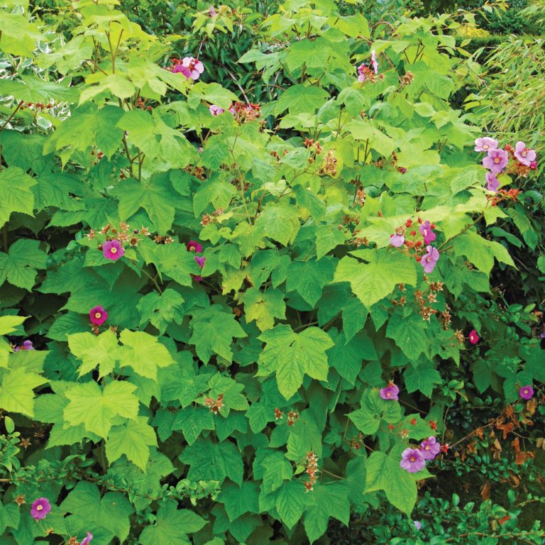 Ronce odorante - Je Jardine