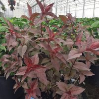 Diervillée Firefly® Nightglow® - Je Jardine