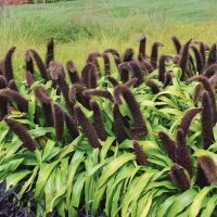Millet ornemental 'Jade Princess' - Je Jardine