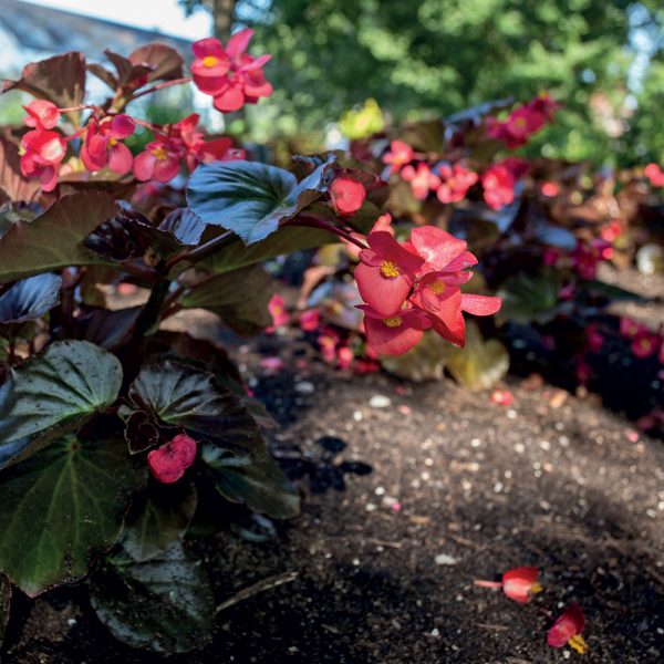 Bégonia Viking™ XL Red on Chocolate - Je Jardine