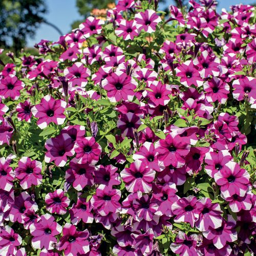 Pétunia Shortcake™ Blueberry - Je Jardine