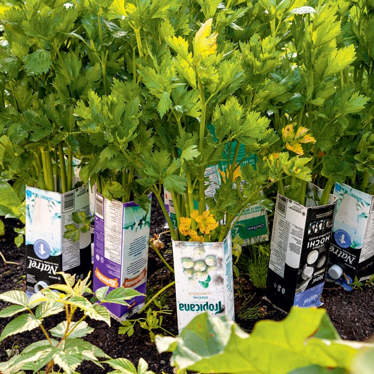 Truc: des cartons de lait pour blanchir les céleris - Je Jardine