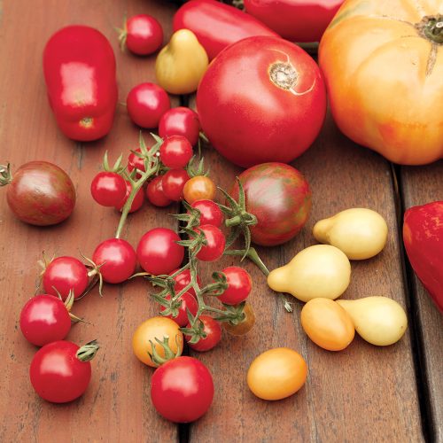 Comment planter et entretenir des plans de tomates? - Je Jardine
