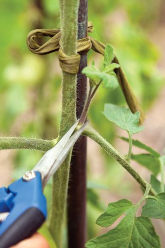 Comment planter et entretenir des plans de tomates? - Je Jardine