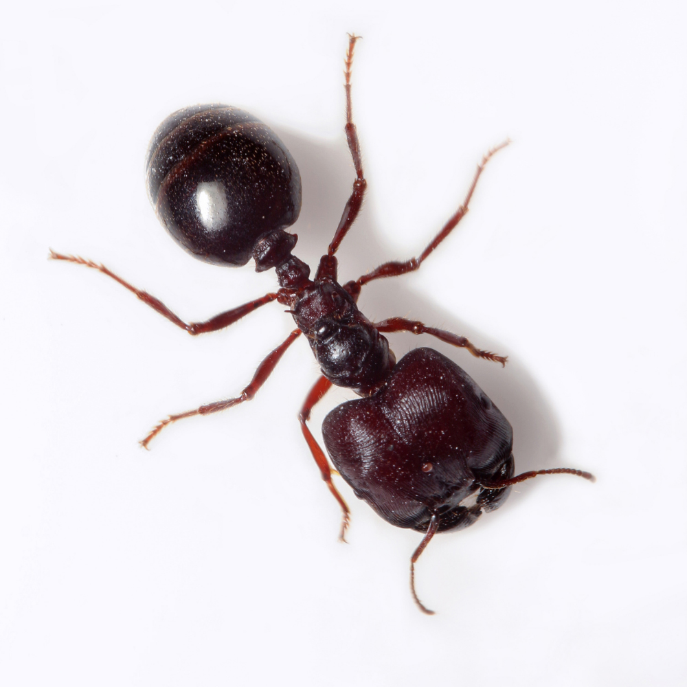 Comment se débarrasser des fourmis sans insecticide - Je Jardine