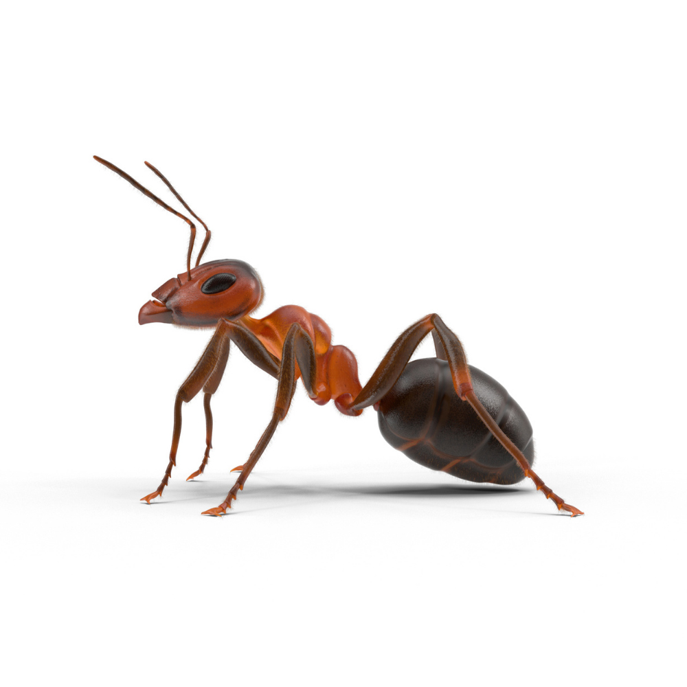 Comment se débarrasser des fourmis sans insecticide - Je Jardine