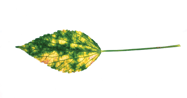 Tout savoir sur les fertilisants - Je Jardine