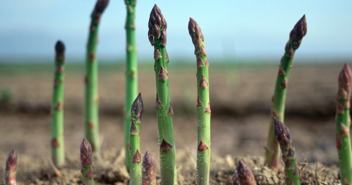 Cultiver les asperges: tout savoir - Je Jardine