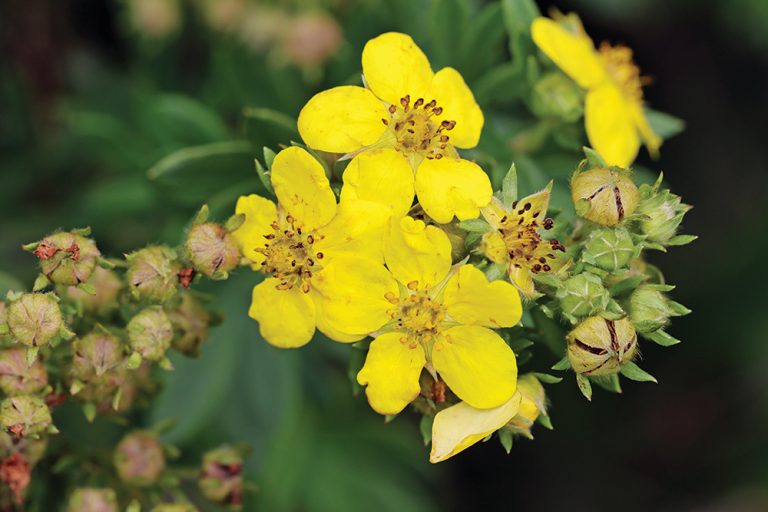 Quels végétaux privilégier pour une terrasse intime? - Je Jardine