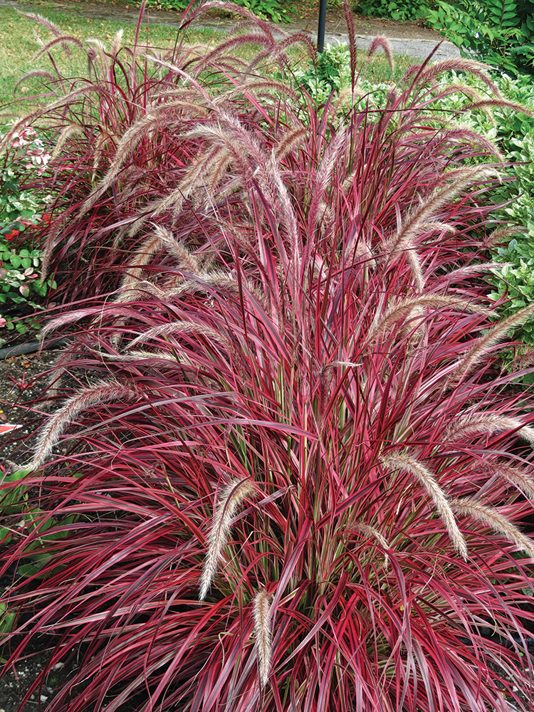 Planter des graminées - Je Jardine