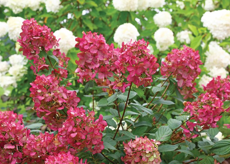 Arbuste 1m50 Fleurie