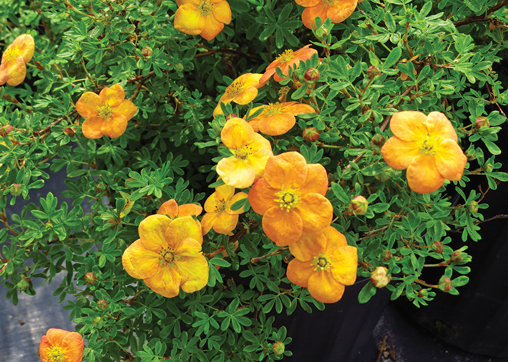 10 beaux arbustes qui fleurissent tout l’été - Je Jardine