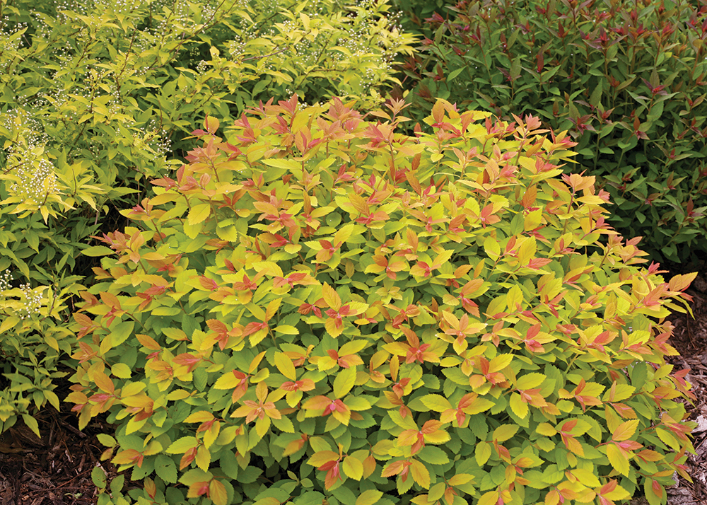 10 beaux arbustes qui fleurissent tout l’été - Je Jardine