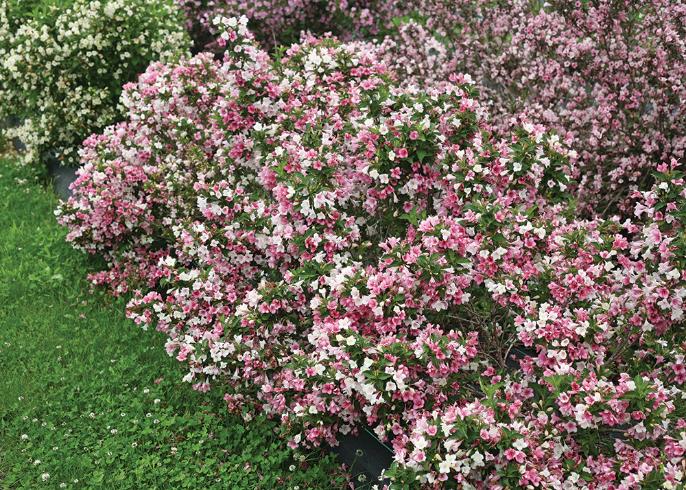 10 beaux arbustes qui fleurissent tout l’été - Je Jardine